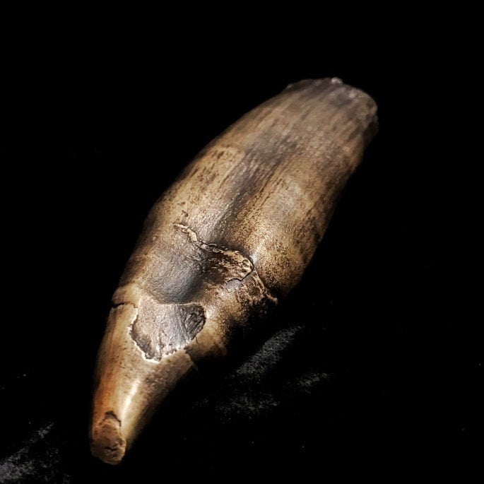 Bronze Orca Tooth - Large | My Business